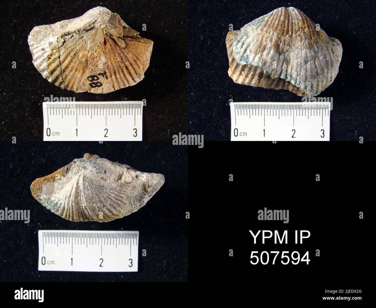 Spirifer sp hi-res stock photography and images - Alamy