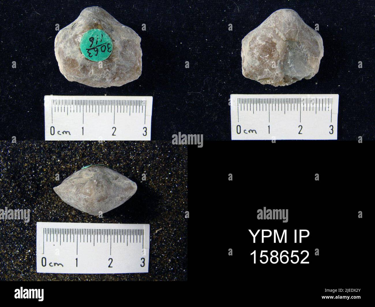 Pentamerus oblongus (Sowerby Stock Photo - Alamy