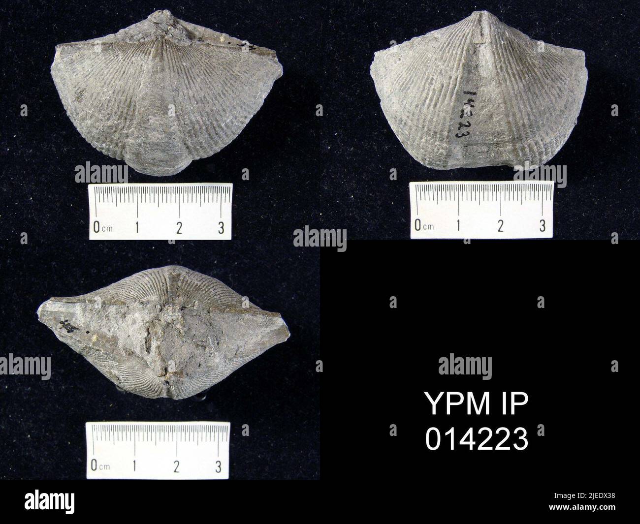 Spirifer audacula conrad hi-res stock photography and images - Alamy