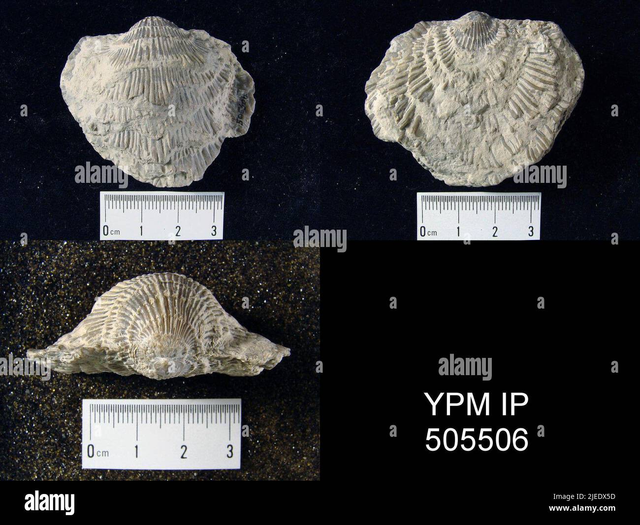 Atrypa sp animalia hi-res stock photography and images - Alamy