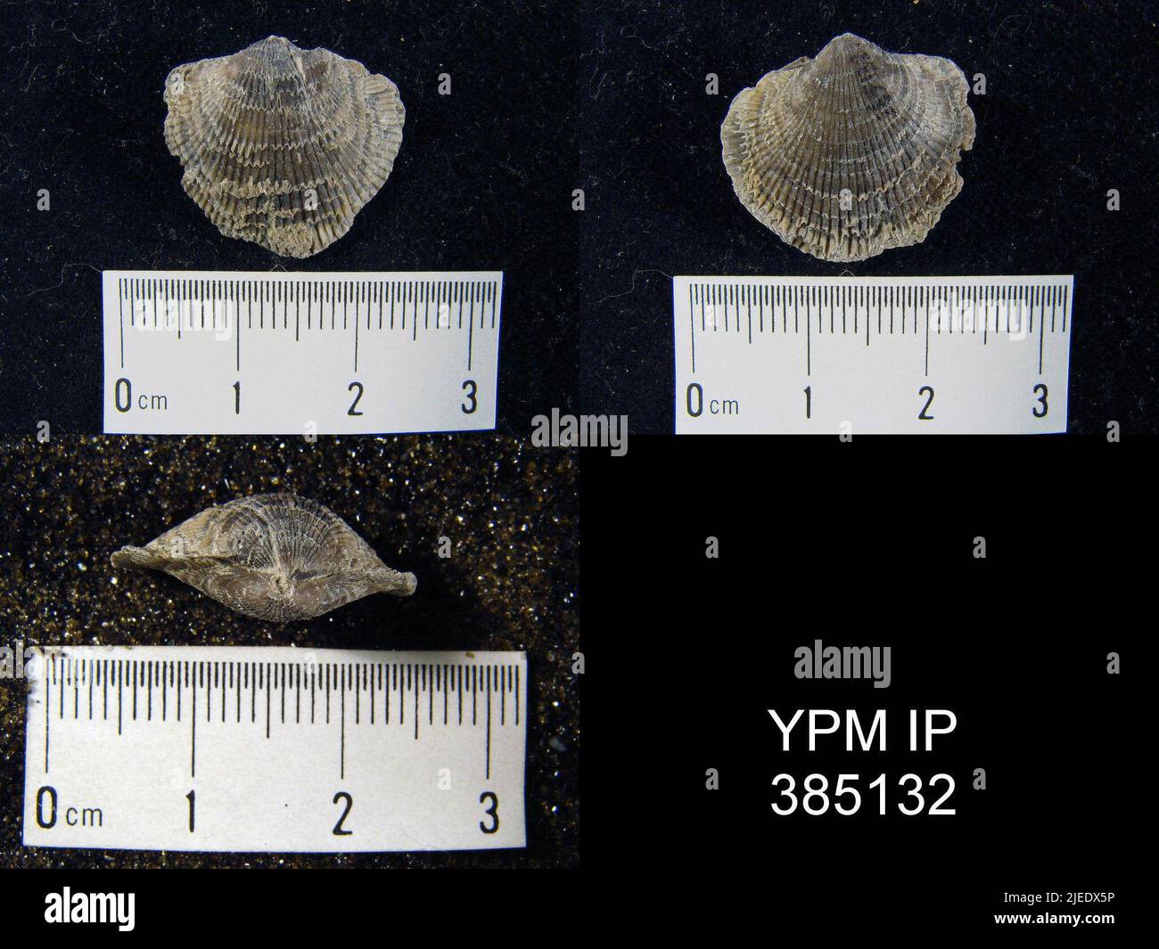 Atrypa sp animalia hi-res stock photography and images - Alamy