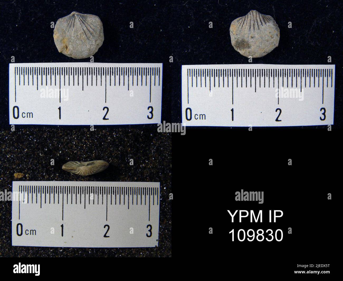 Anoplotheca hemispherica (Sowerby, 1839 Stock Photo - Alamy