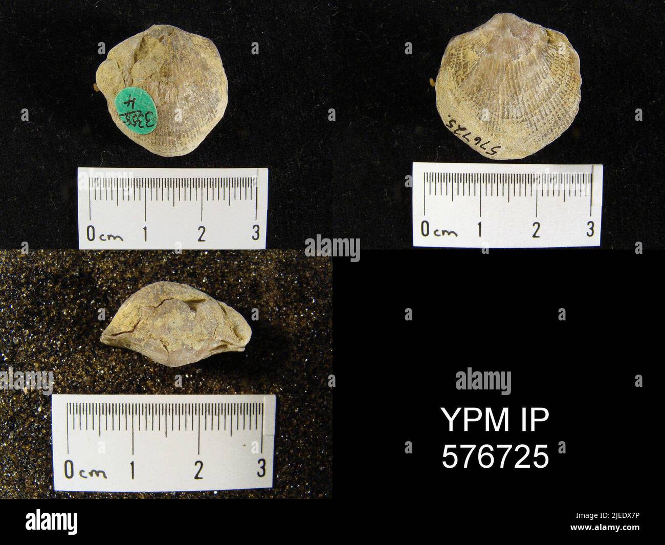 Atrypa sp animalia hi-res stock photography and images - Alamy