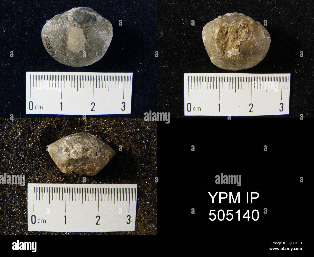 Squamularia perplexa (McChesney Stock Photo - Alamy