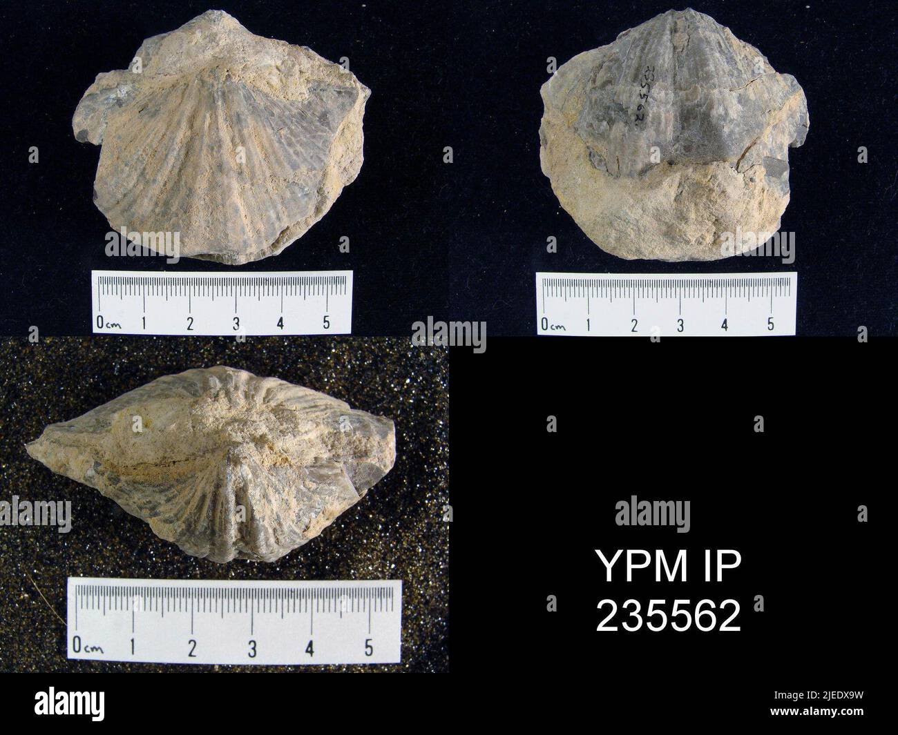 Neospirifer cameratus Morton Stock Photo - Alamy