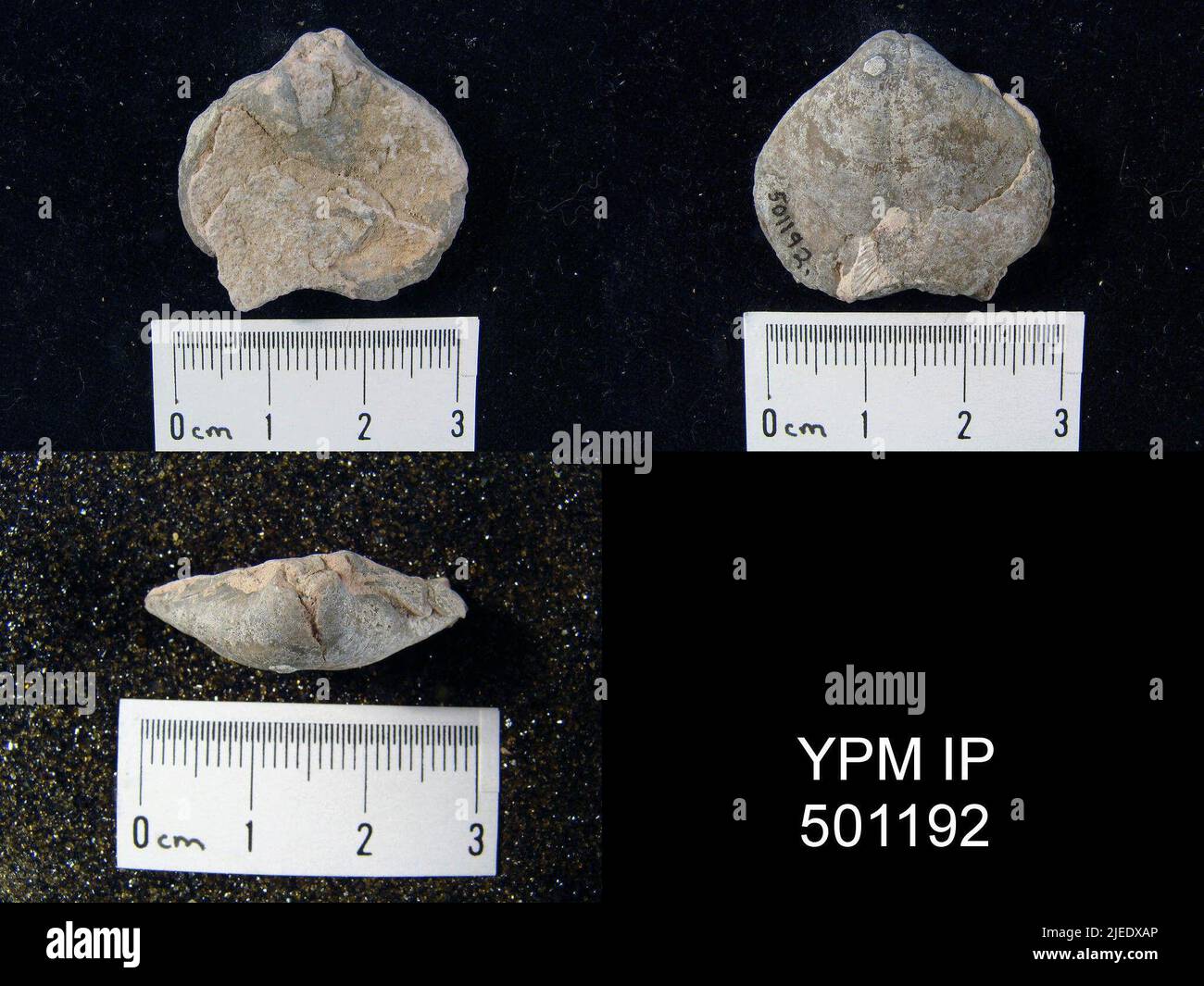 Brachiopods paleozoic era hi-res stock photography and images - Alamy