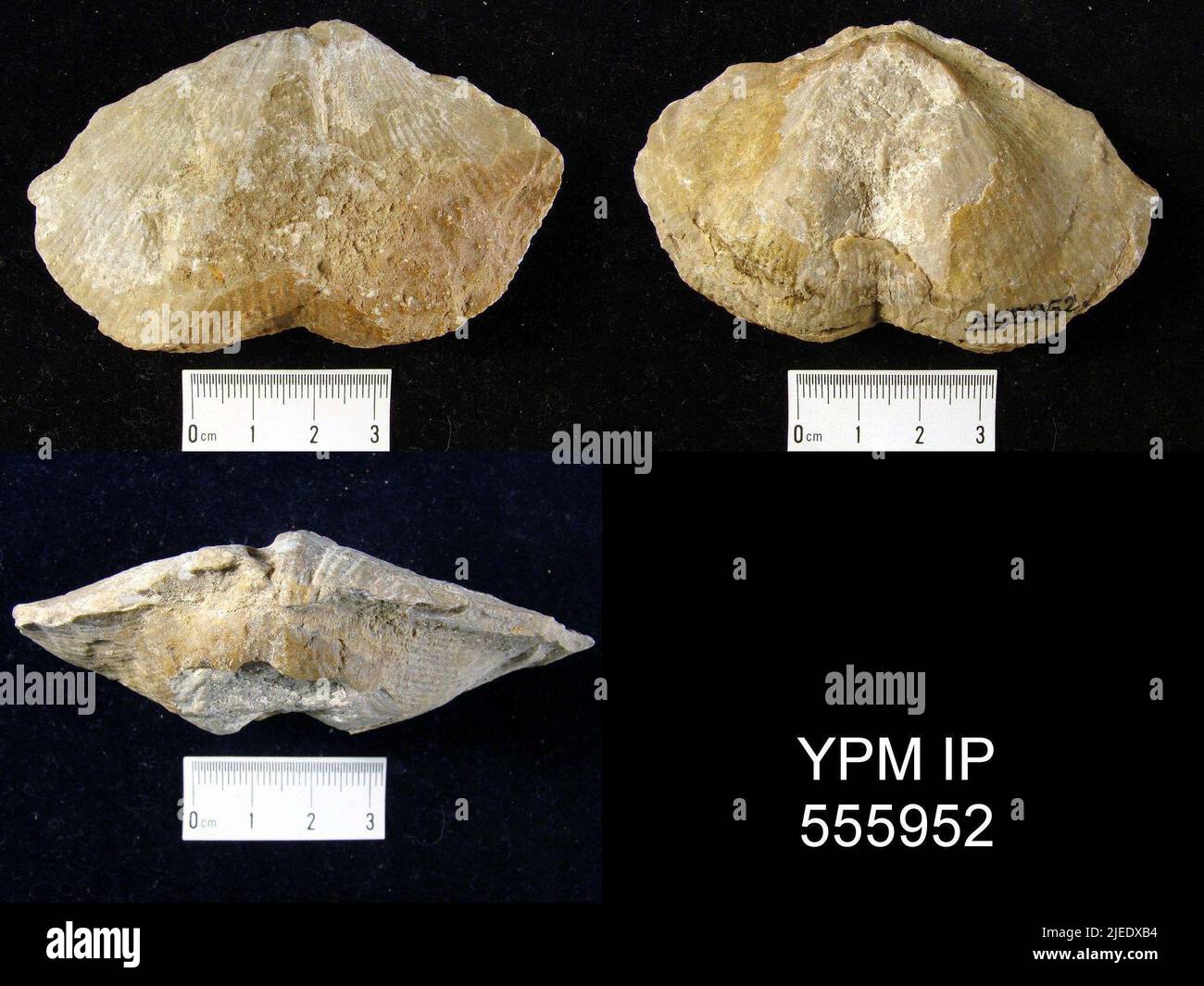 Spirifer sp animalia hi-res stock photography and images - Alamy