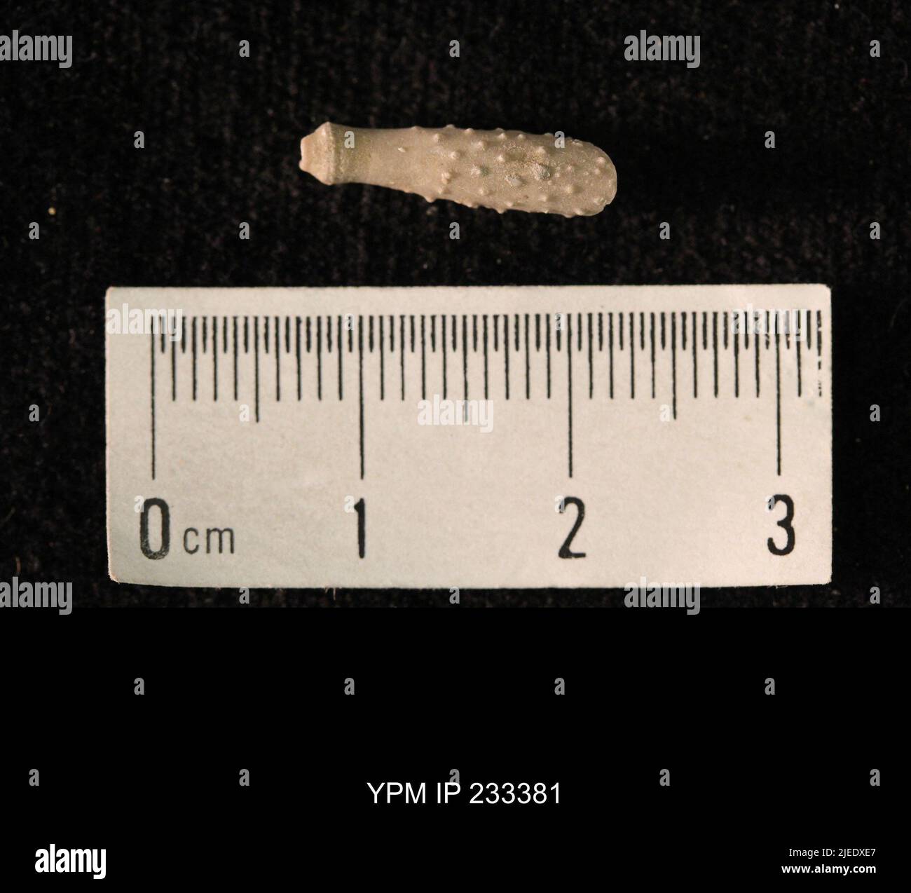 Echinoid morphology hi-res stock photography and images - Alamy