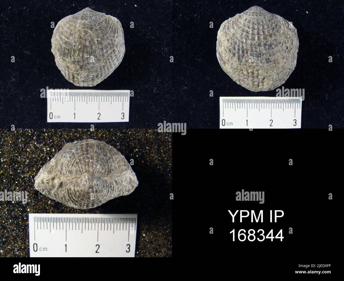 Atrypa sp animalia hi-res stock photography and images - Alamy