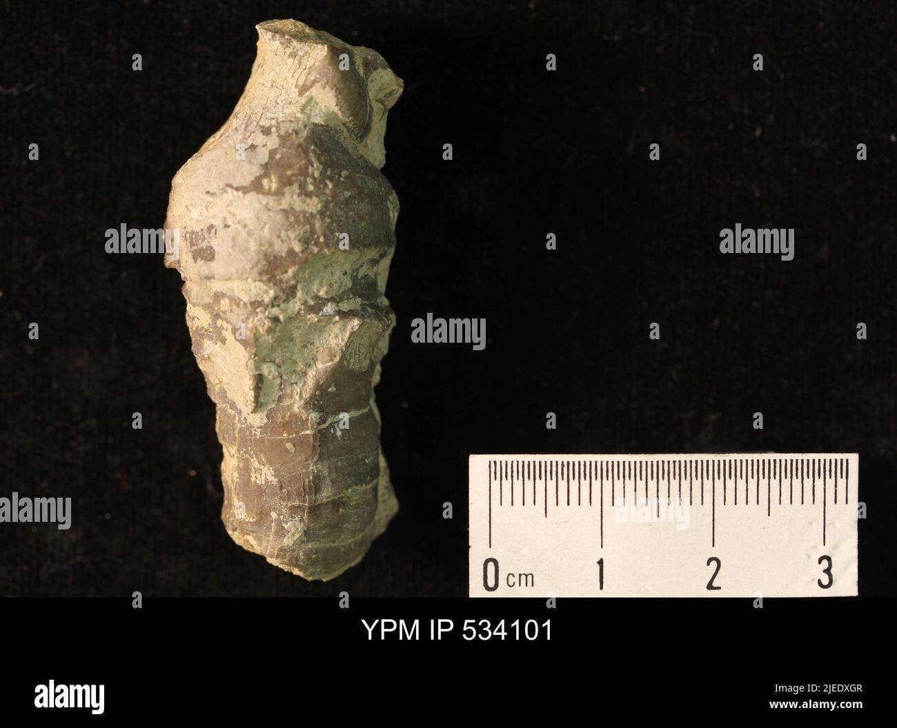 Lithostrotion proliferum Hall Stock Photo - Alamy