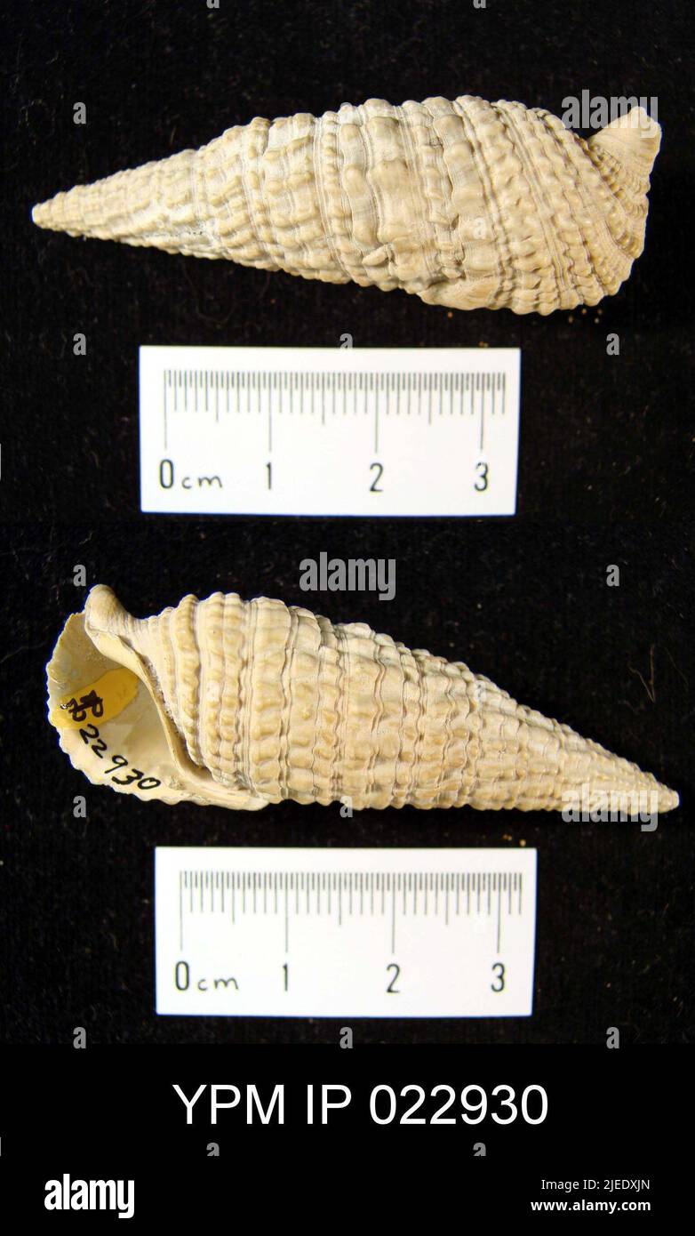 Cerithium hi-res stock photography and images - Alamy