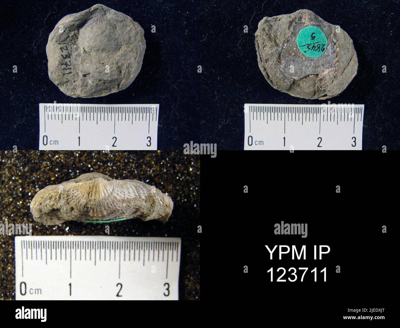 Atrypa reticularis Linnaeus, 1767 Stock Photo - Alamy