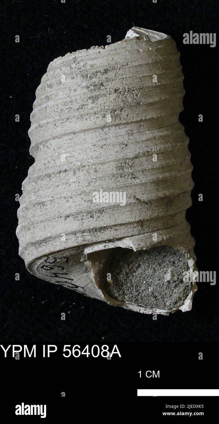 Turritella sp animalia hi-res stock photography and images - Alamy