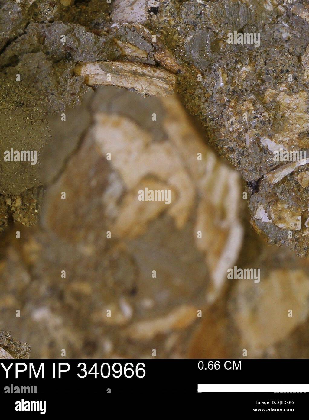 Corbicula sp hi-res stock photography and images - Alamy