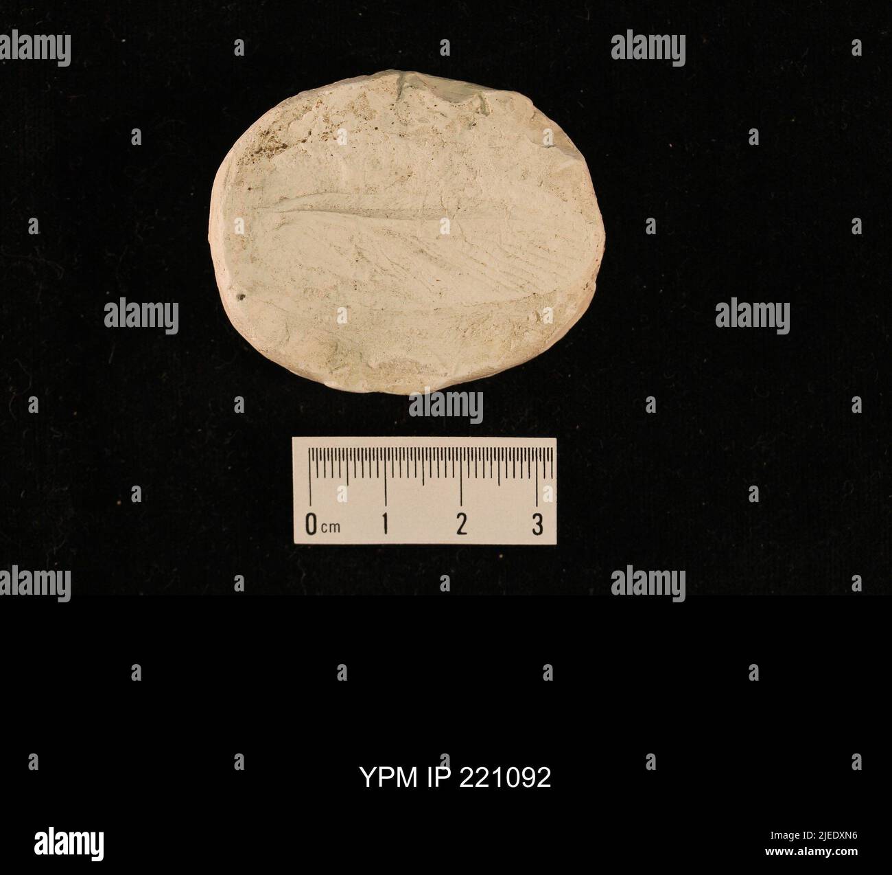 1956 animalia hi-res stock photography and images - Alamy