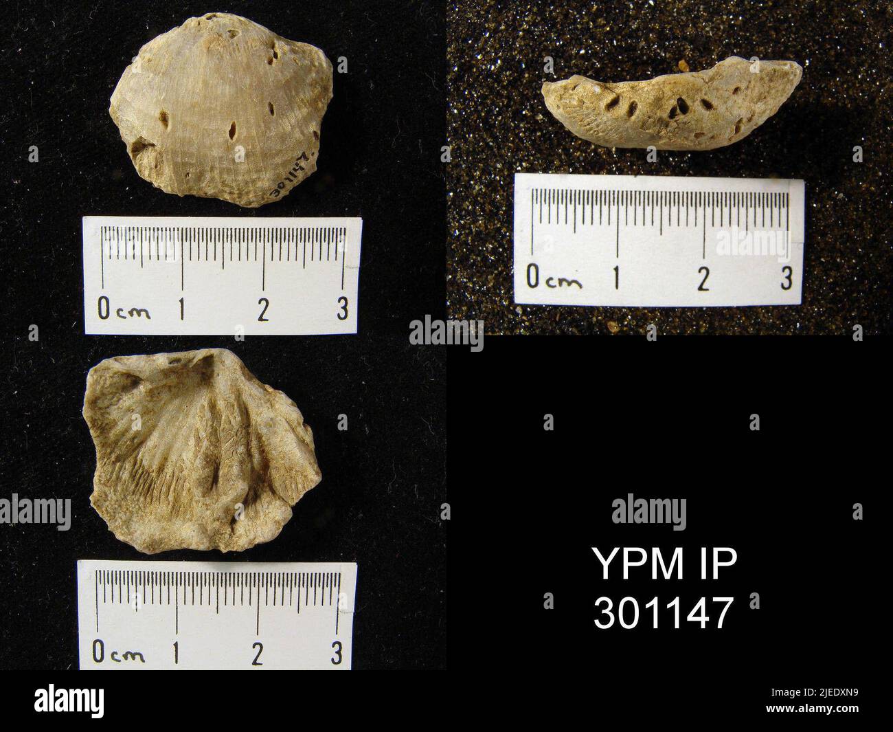 Inflatia inflata mcchesney hi-res stock photography and images - Alamy