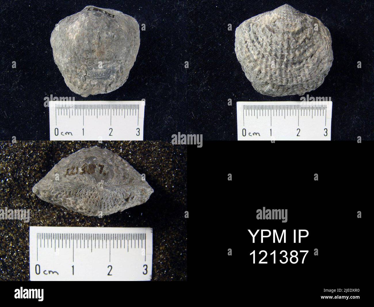 Atrypa sp animalia hi-res stock photography and images - Alamy