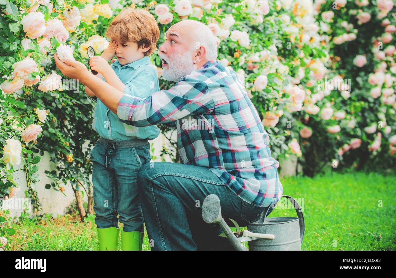Flower rose care and watering. Grandfather with grandson gardening ...