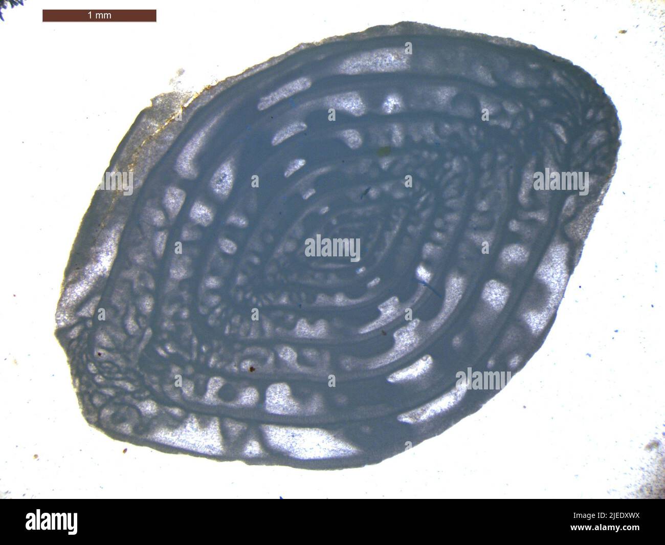 Triticites pinguis Dunbar & Skinner Stock Photo - Alamy