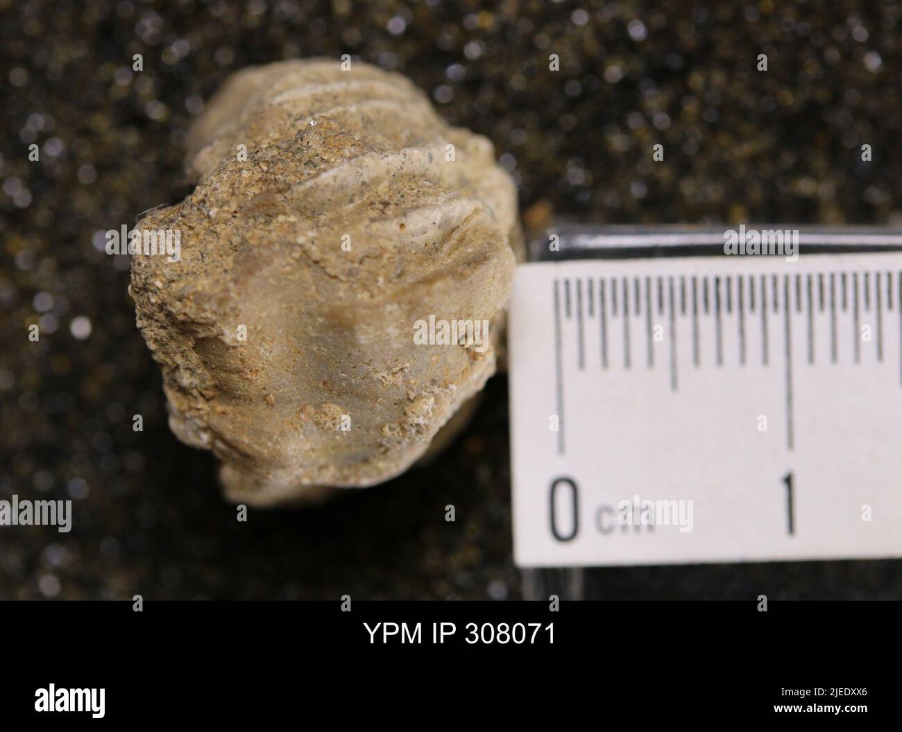 Inoceramus sp animalia hi-res stock photography and images - Alamy