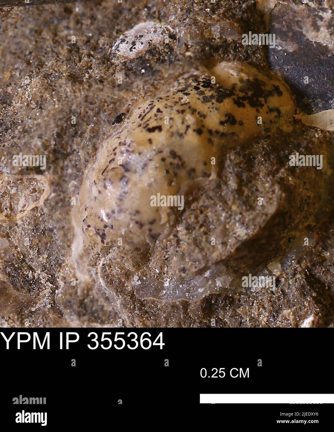 Undet ammonoidea animalia hi-res stock photography and images - Alamy