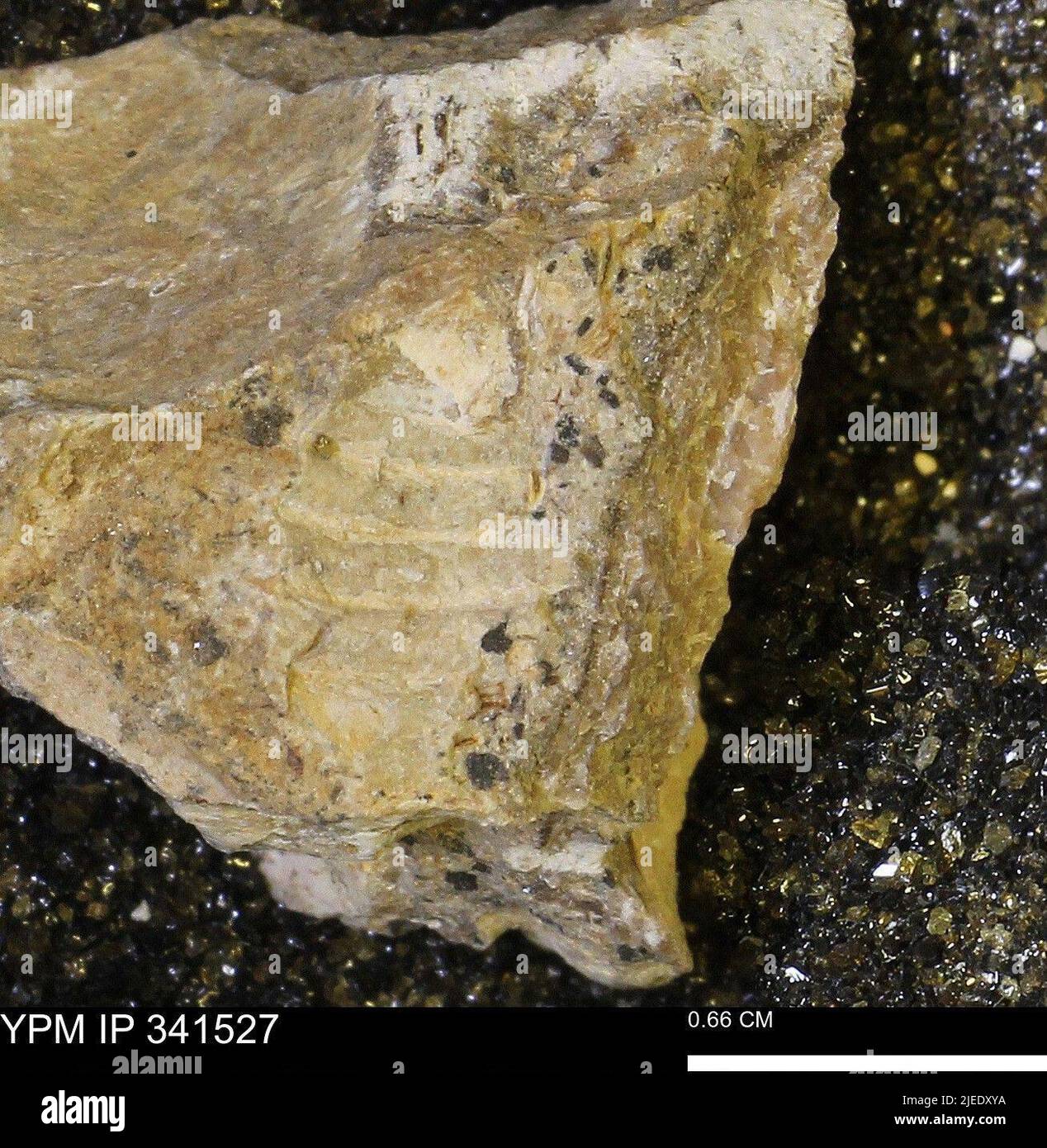 Cretaceous period extinction hi-res stock photography and images - Alamy