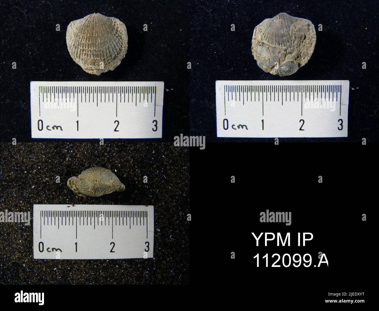 1767 animalia hi-res stock photography and images - Alamy