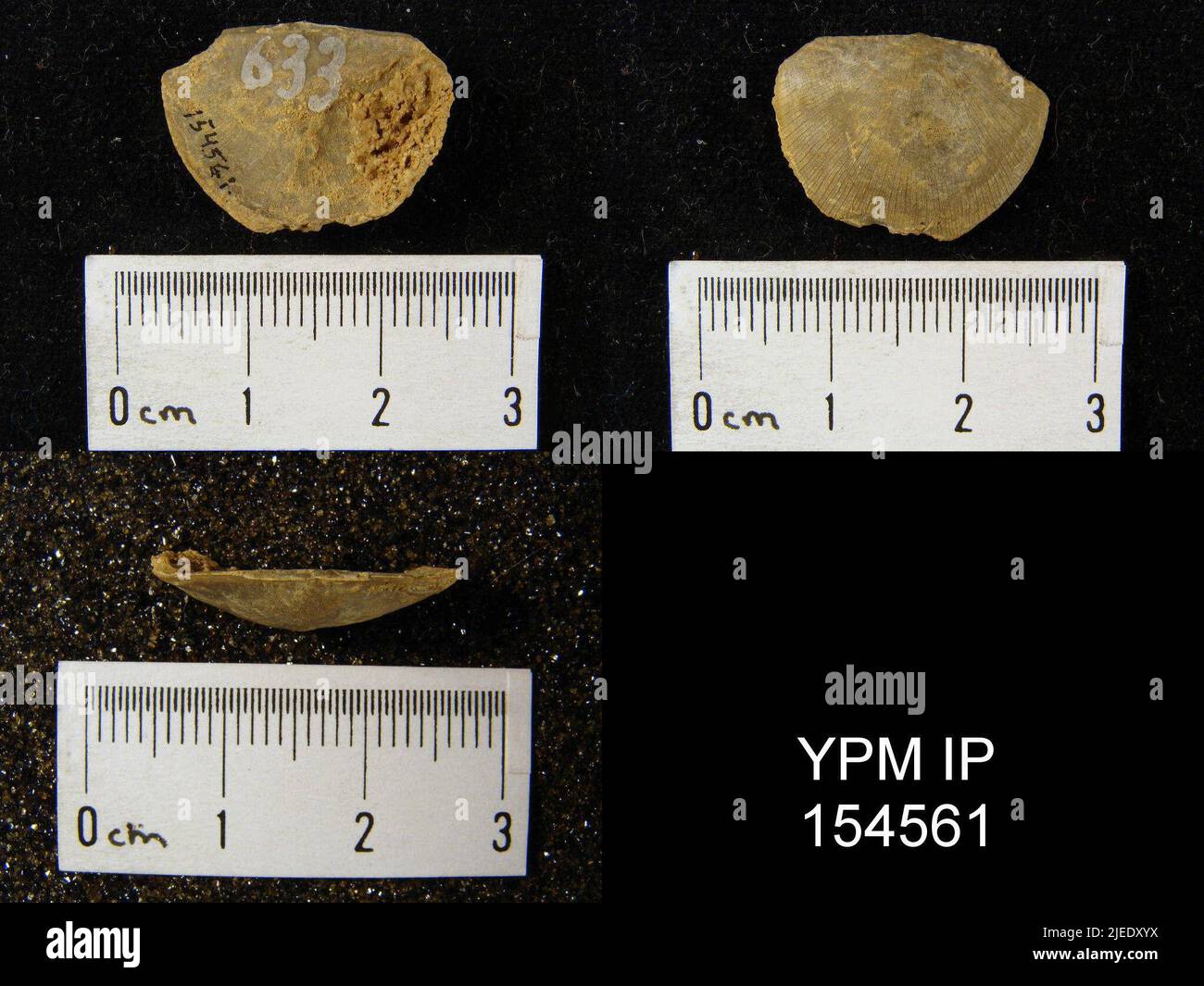 Rafinesquina hi-res stock photography and images - Alamy