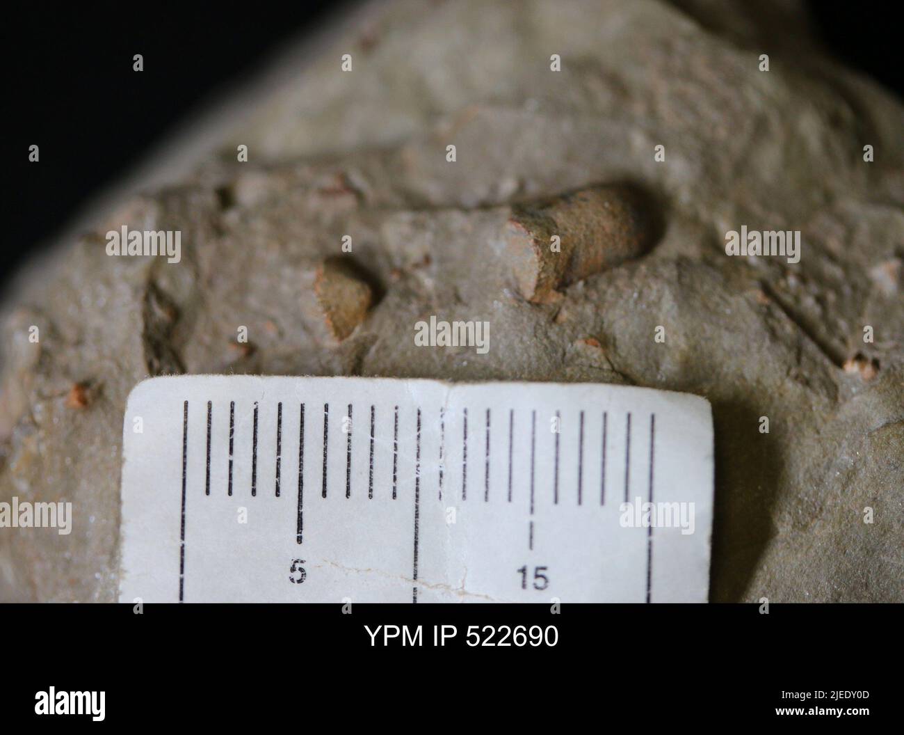 Eocrinoidea hi-res stock photography and images - Alamy