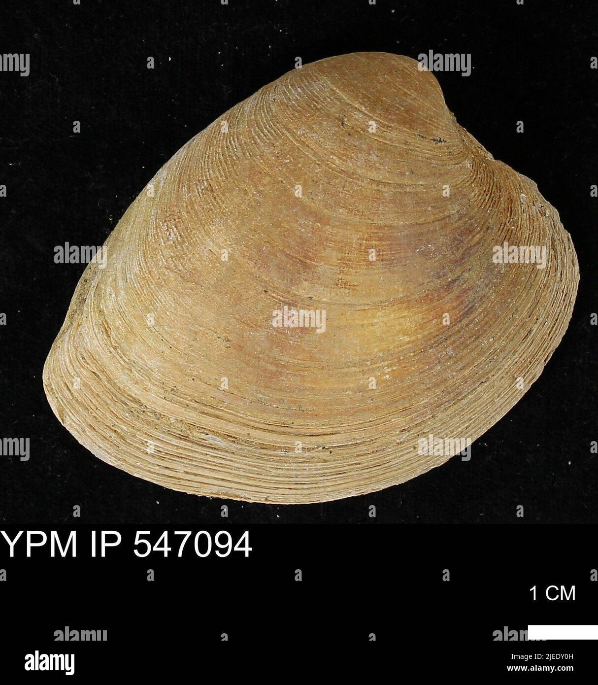 Mercenaria mercenaria linnaeus hi-res stock photography and images - Alamy