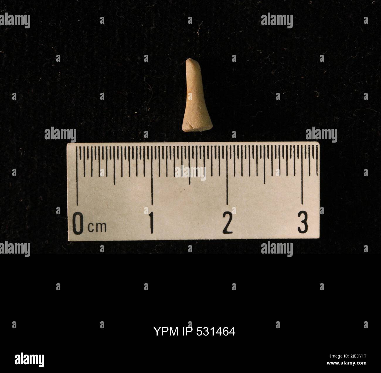 Goldfuss hi-res stock photography and images - Alamy