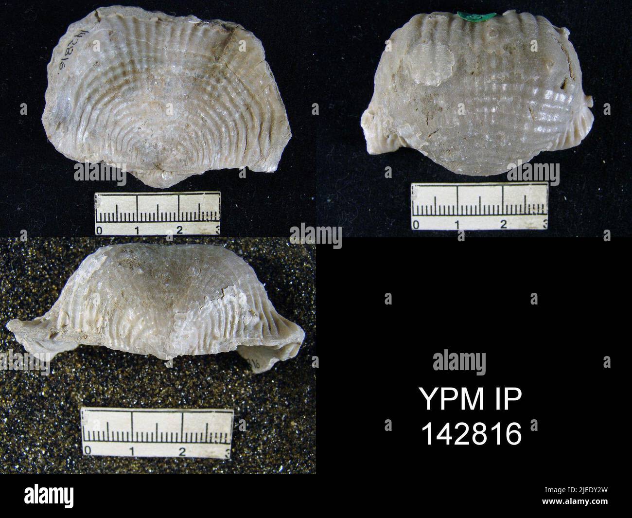 Productus (Dictyoclostus) indicus Stock Photo - Alamy