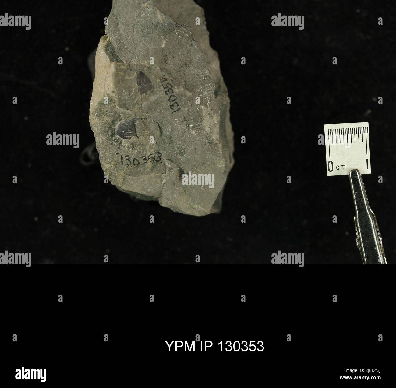 Phacops rana green animalia hi-res stock photography and images - Alamy