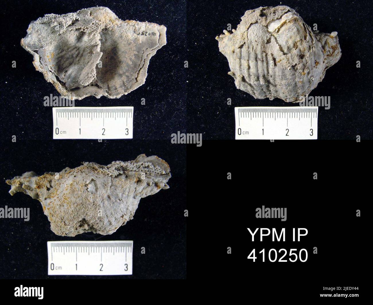Dictyoclostus ivesi (Newberry, 1861 Stock Photo - Alamy