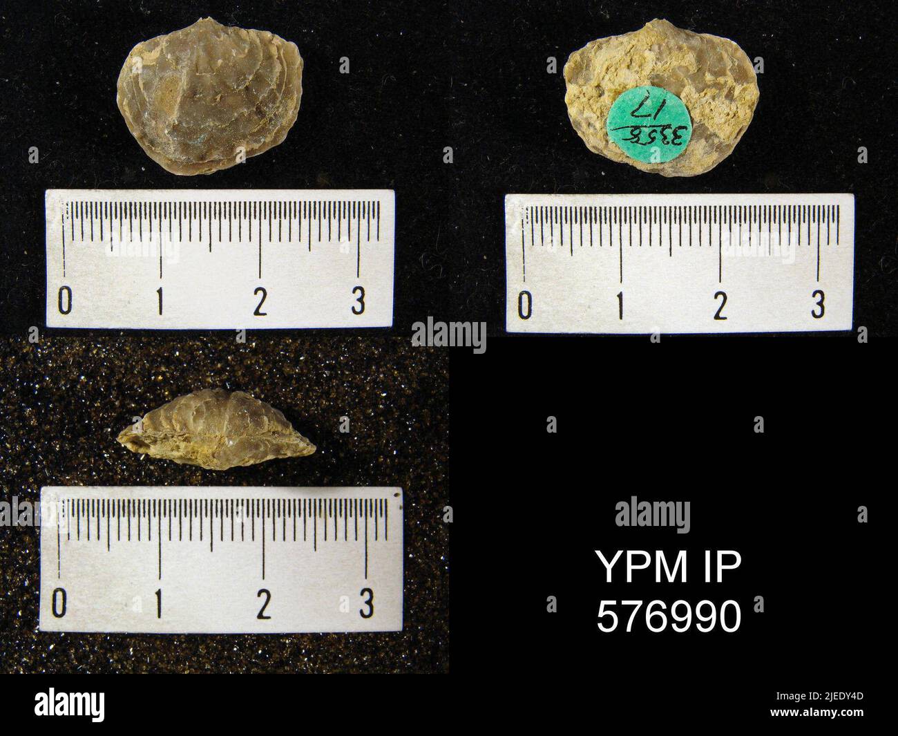 Atrypa hystrix occidentalis hall hi-res stock photography and images ...