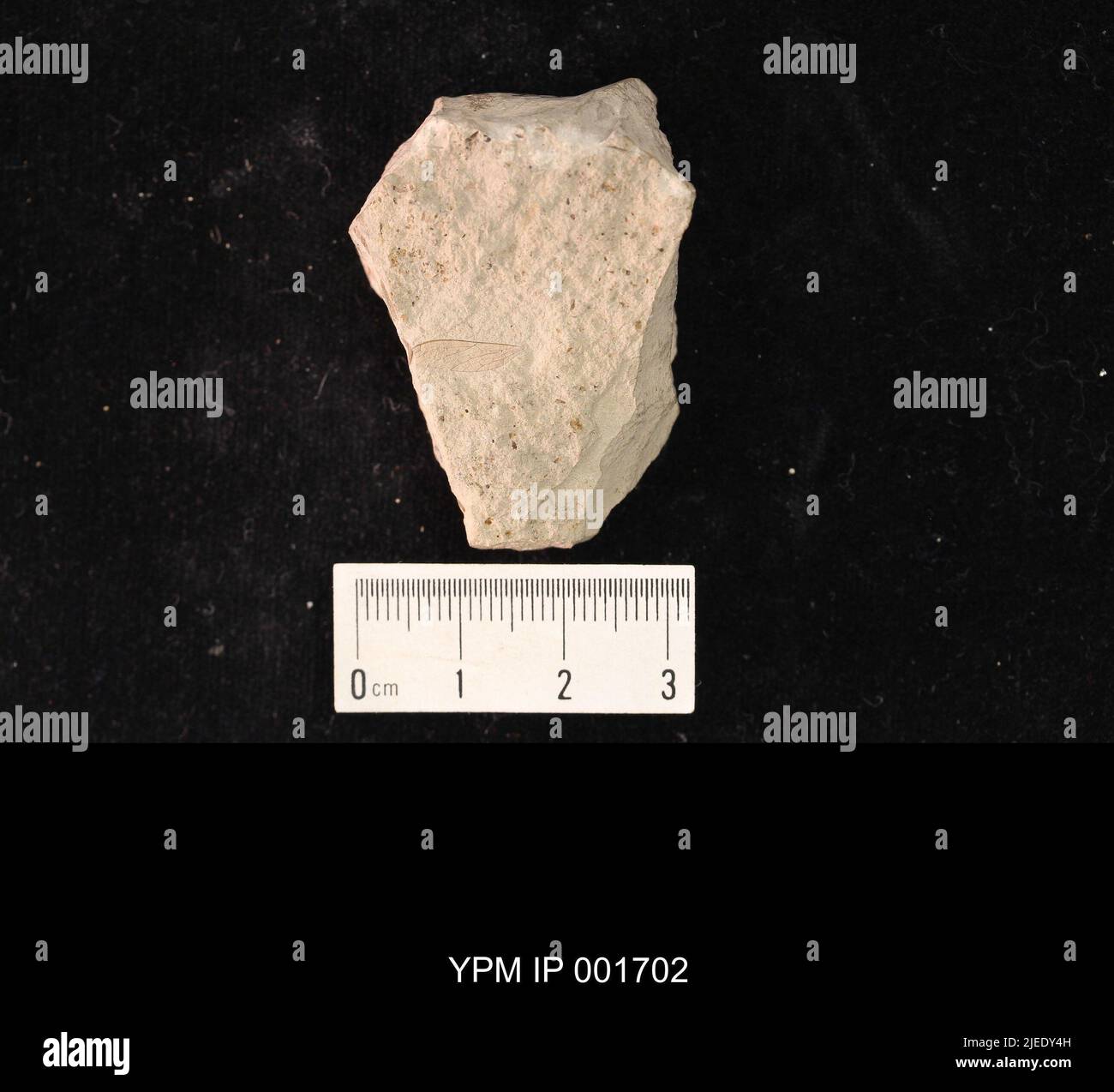 Protohymen permianus tillyard hi-res stock photography and images - Alamy