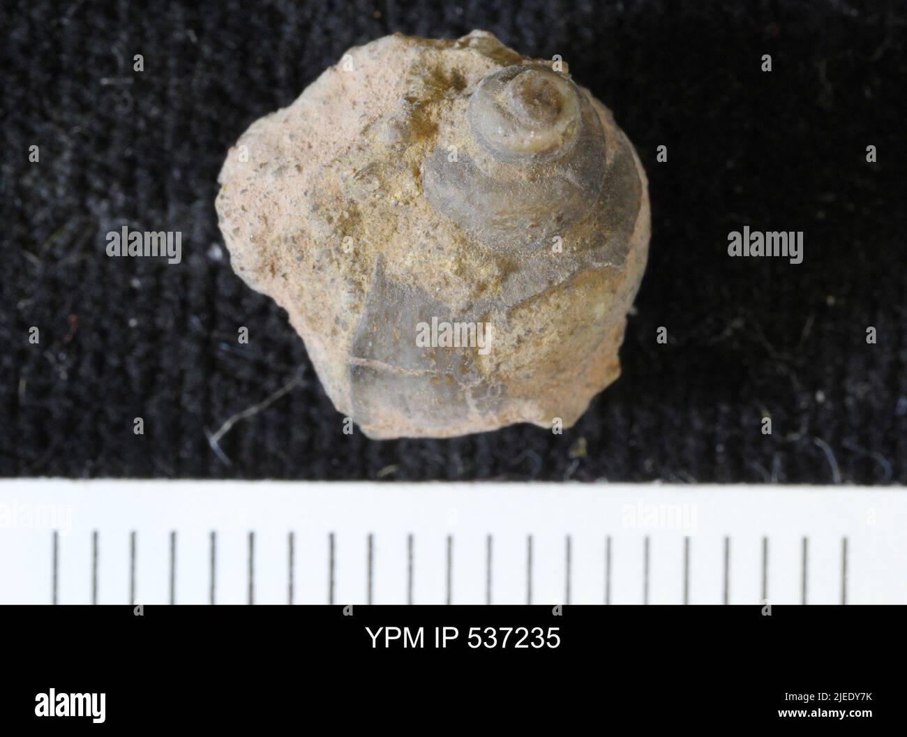 Viviparus montanaensis Stanton Stock Photo - Alamy