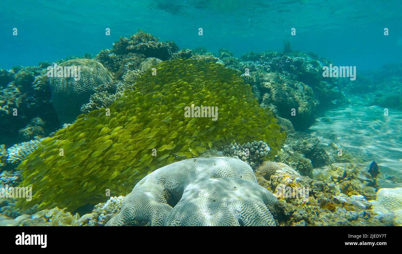 Red Sea, Egypt. 26th June, 2022. Massive school of juvenile Rabbitfish ...