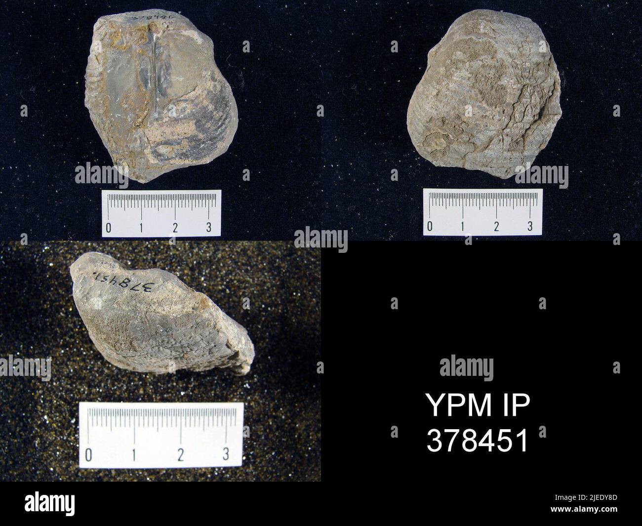 Semipunctata hi-res stock photography and images - Alamy