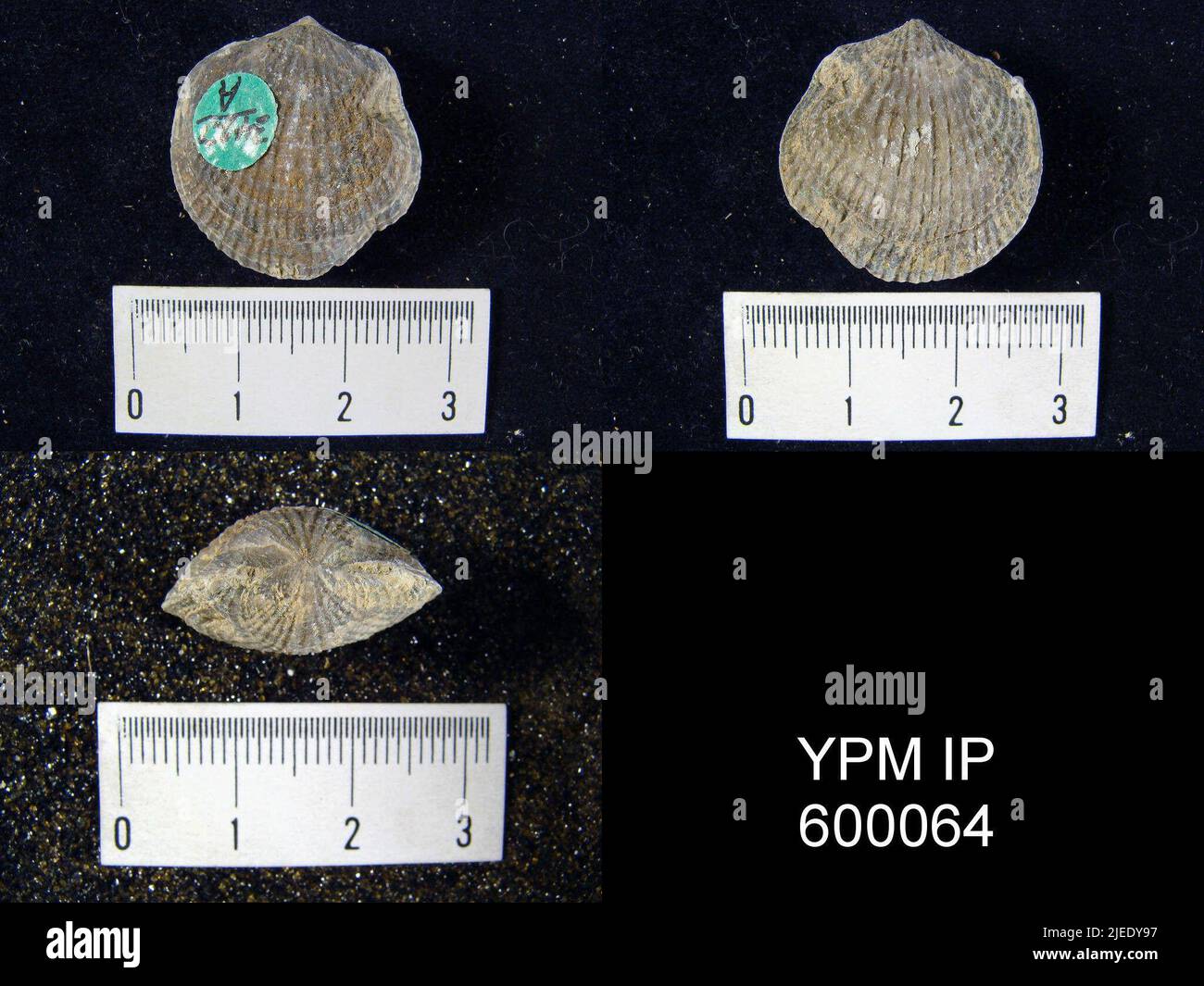 Atrypa sp animalia hi-res stock photography and images - Alamy