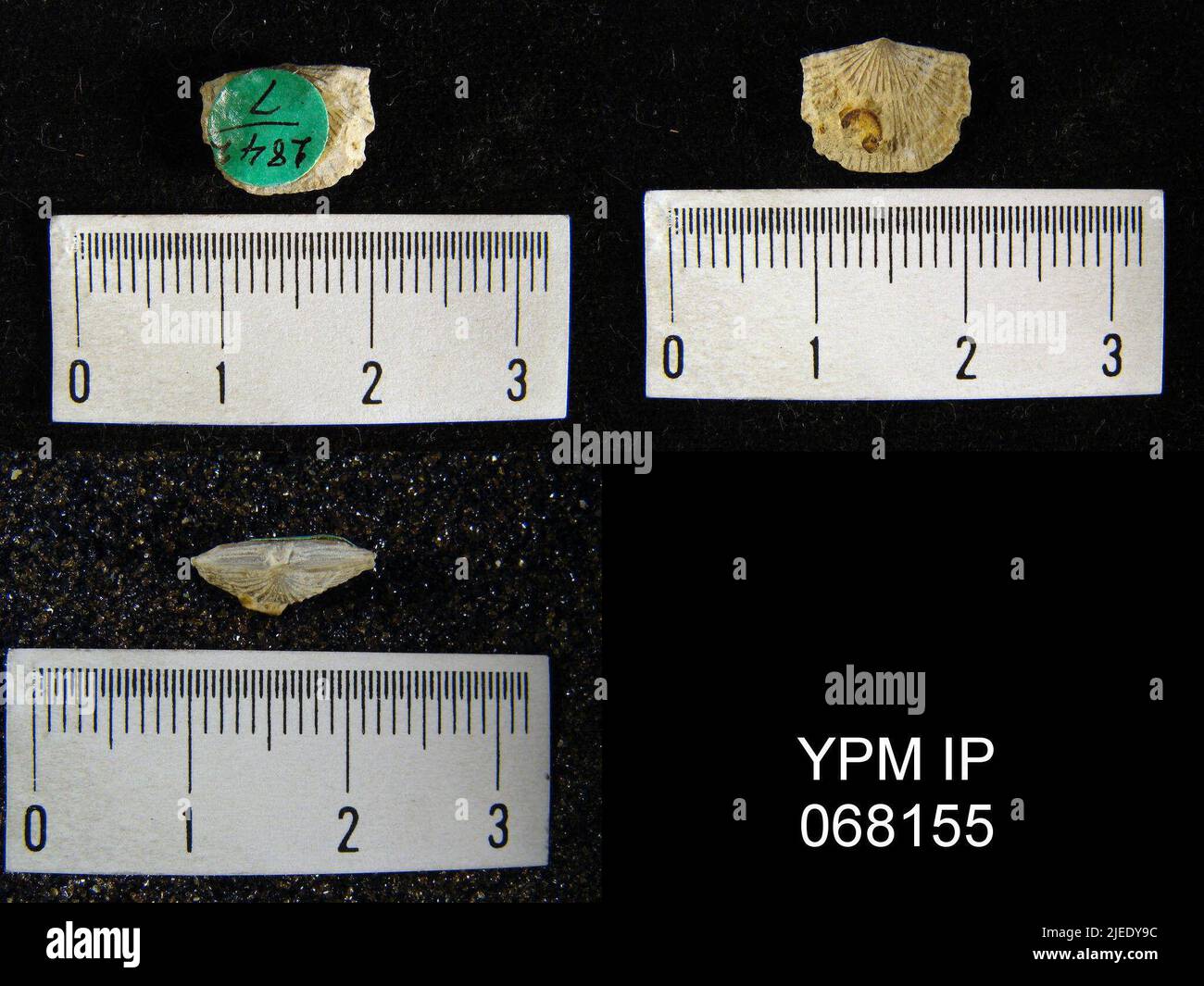 Schuchertella subplanus animalia hi-res stock photography and images ...