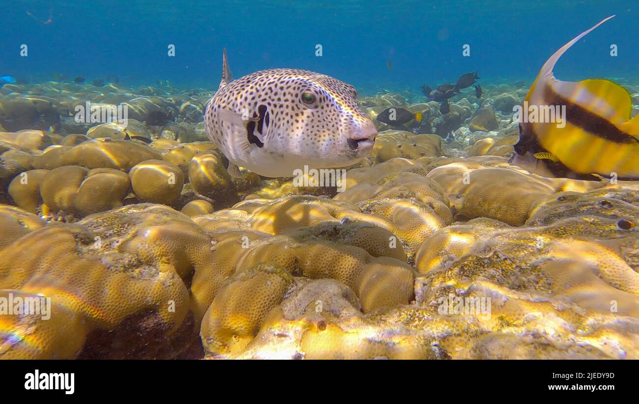 Red Sea, Egypt. 26th June, 2022. Pufferfish swims over hard corals ...
