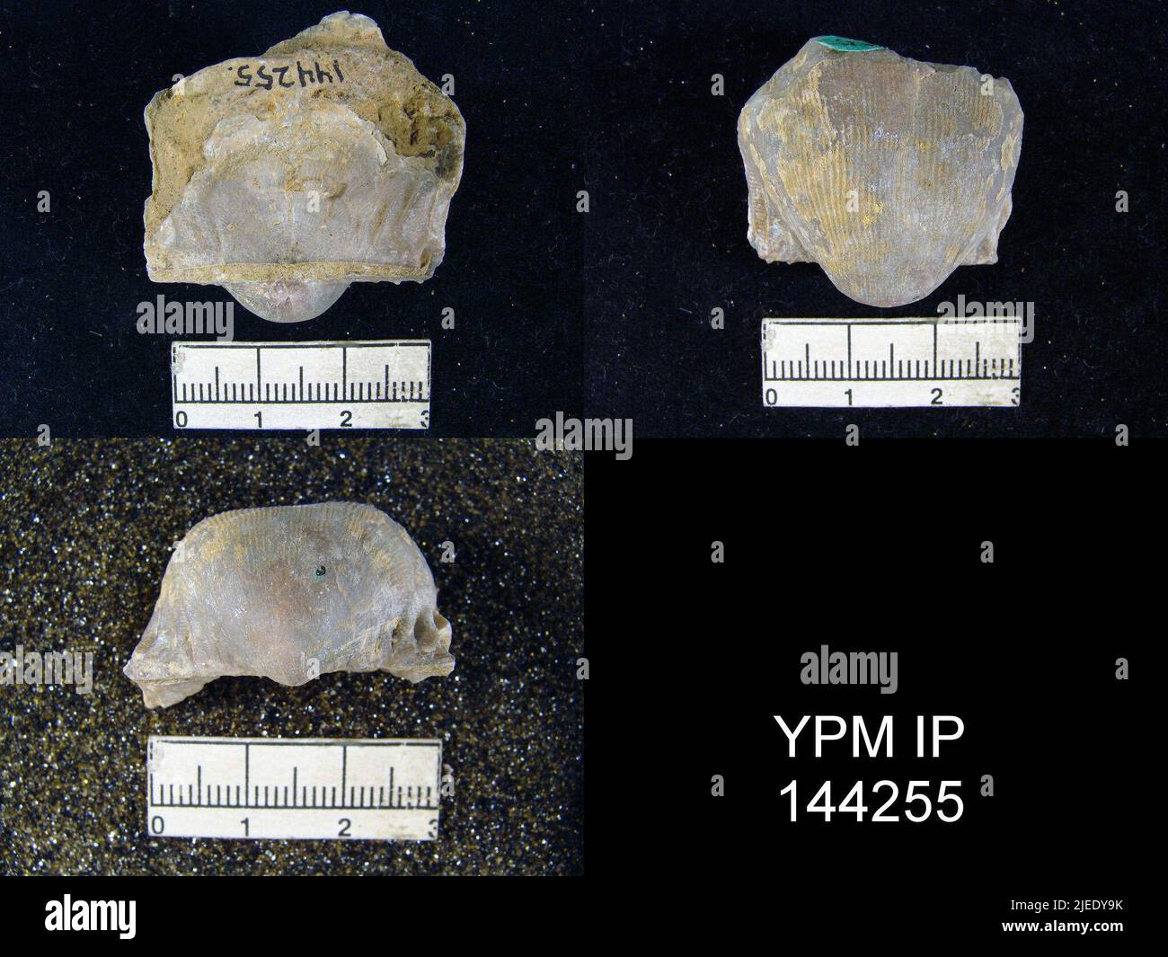 Productus (Linoproductus) lineatus Stock Photo - Alamy