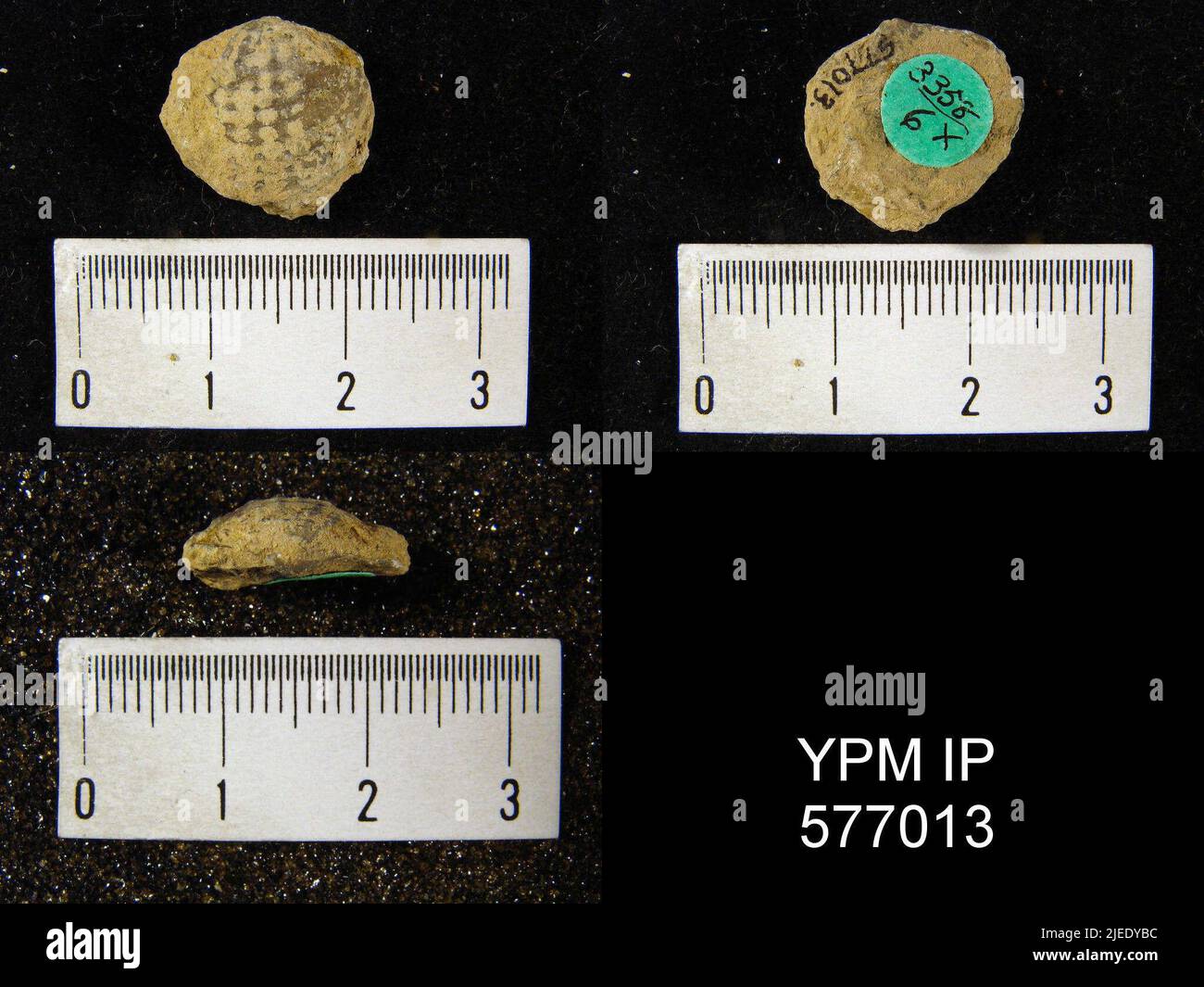 Atrypa hystrix occidentalis hall hi-res stock photography and images ...