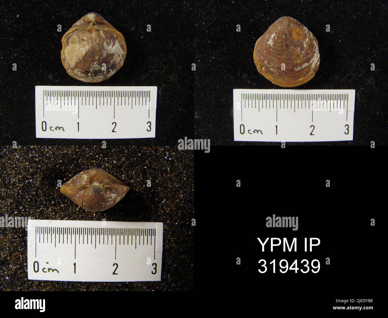 Squamularia perplexa (McChesney Stock Photo - Alamy