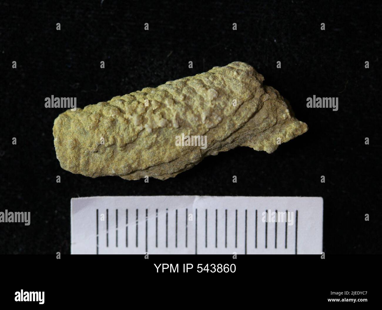 Undet ichnofossil ichnofossil ichnofossils hi-res stock photography and ...