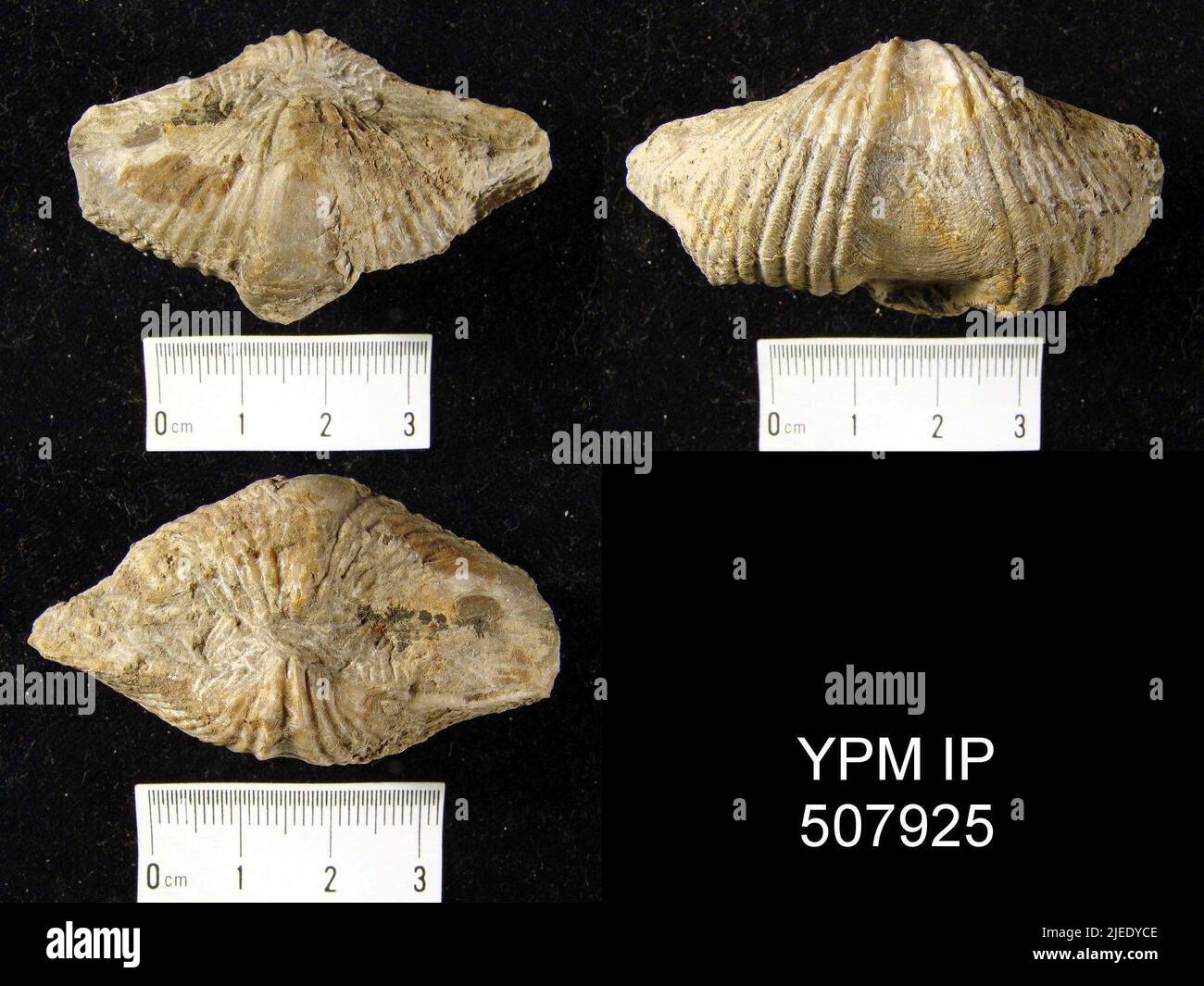 Spirifer alatus laporte hi-res stock photography and images - Alamy