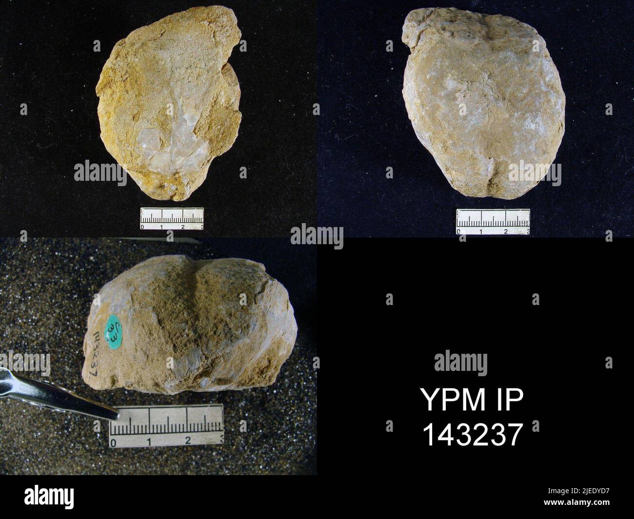 Productus (Waagenoconcha) purdoni Stock Photo - Alamy