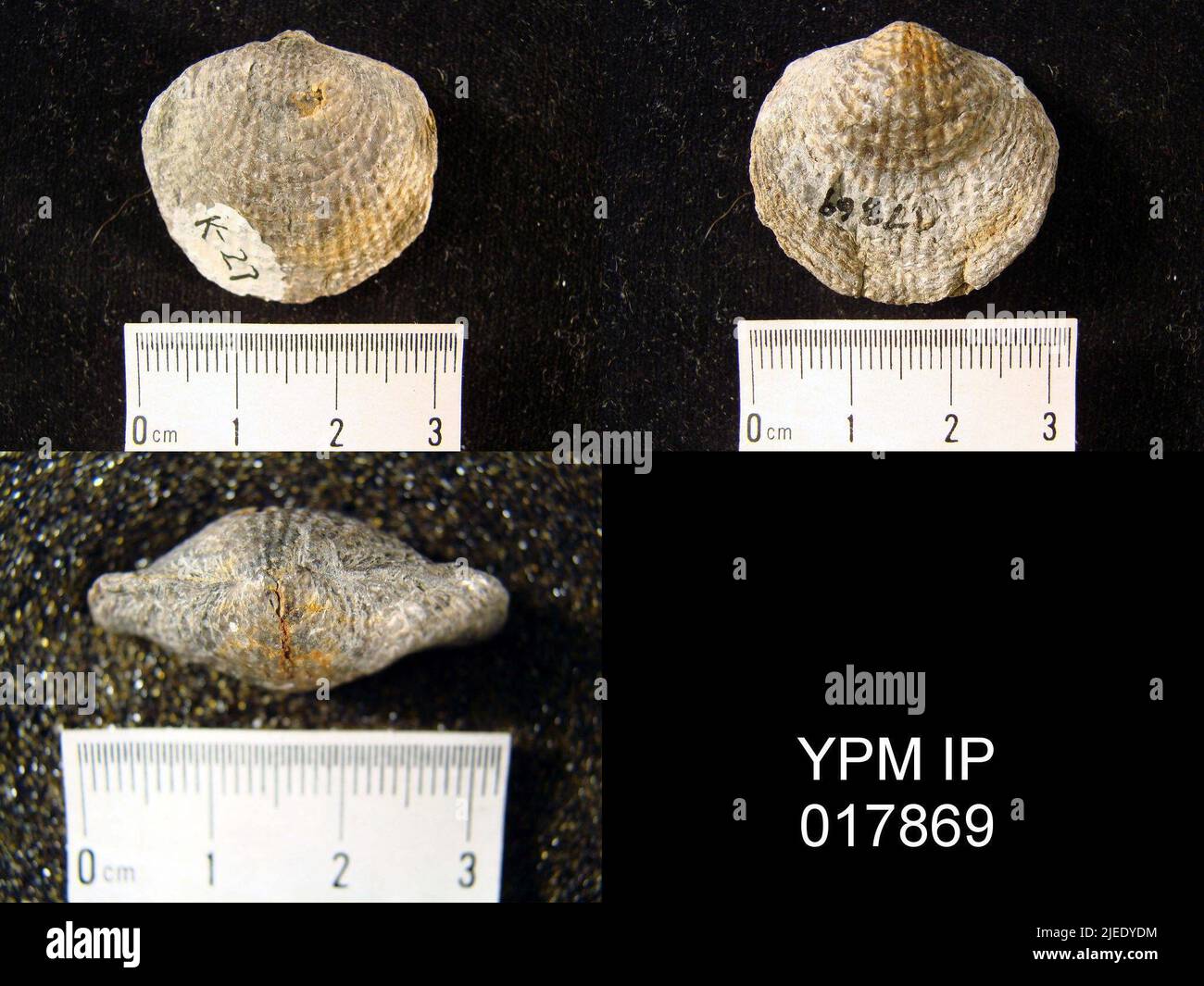 Atrypa spinosa hall hi-res stock photography and images - Alamy