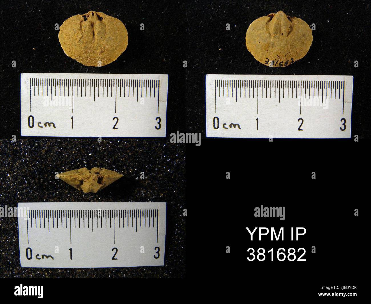 Dalmanella sp hi-res stock photography and images - Alamy